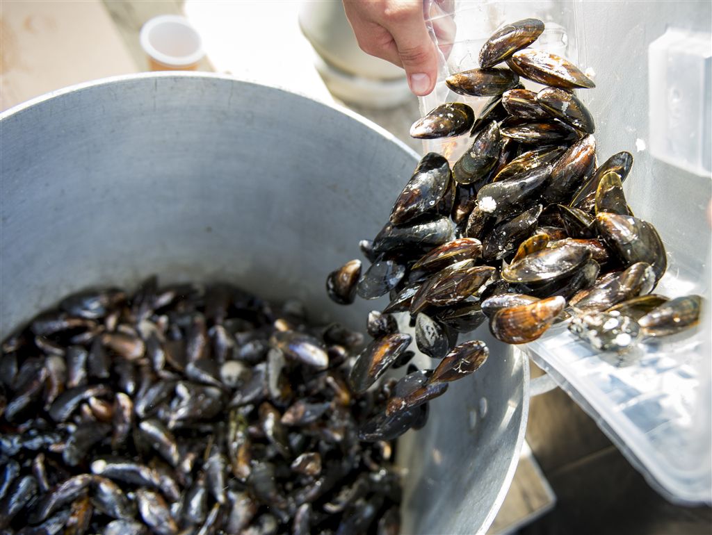 Mosselsector laat Nederlanders mossel proeven | MT/Sprout